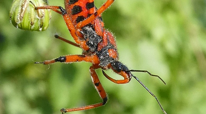Naturbeobachtung | Challenge - Geh auf's Ganze für die Wanze - LWL ...